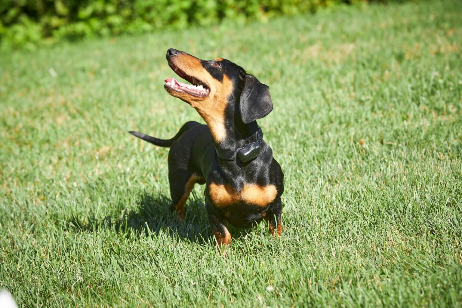 DogFence - UK supplier For DogWatch Hidden Fence Systems