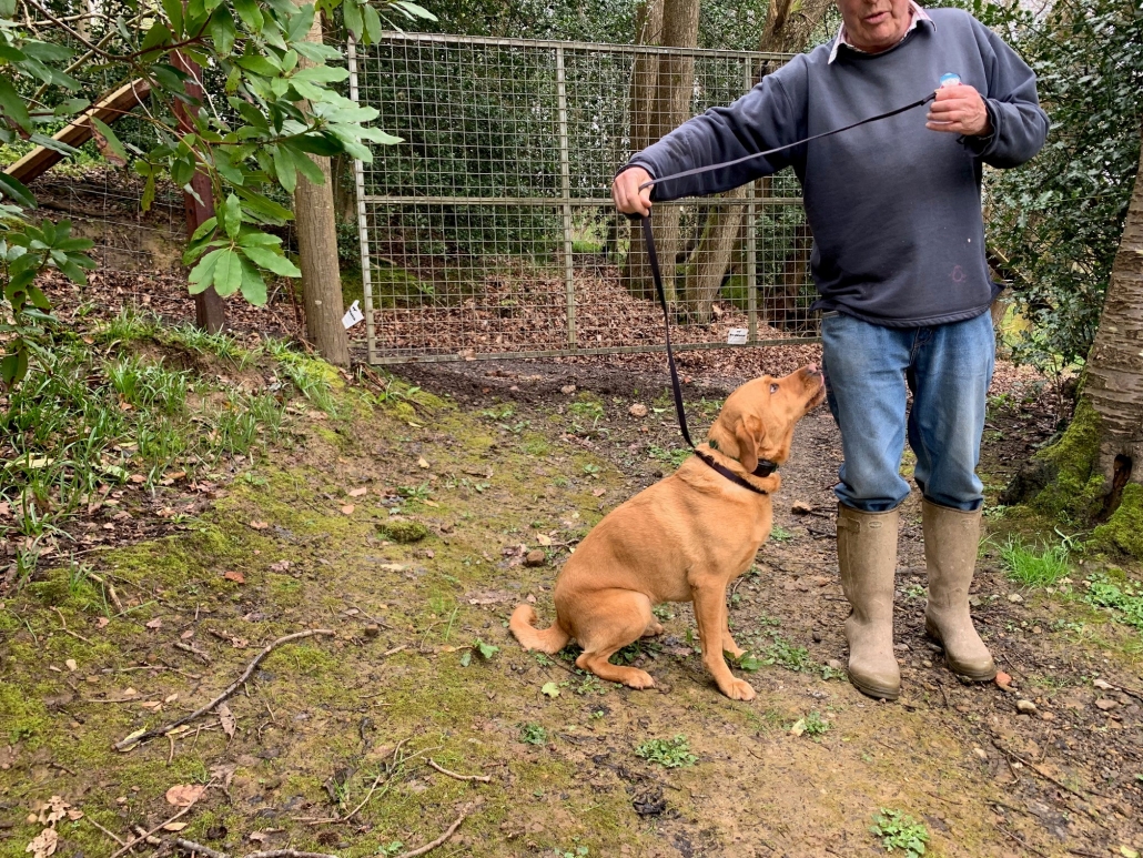 Dog Fence Safety Tips: What Every Pet Owner Should Know - DogFence